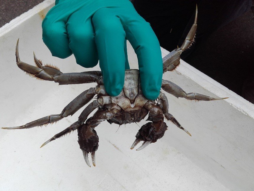 Press Release: Morecambe Bay Chinese Mitten Crab - IFCA North West