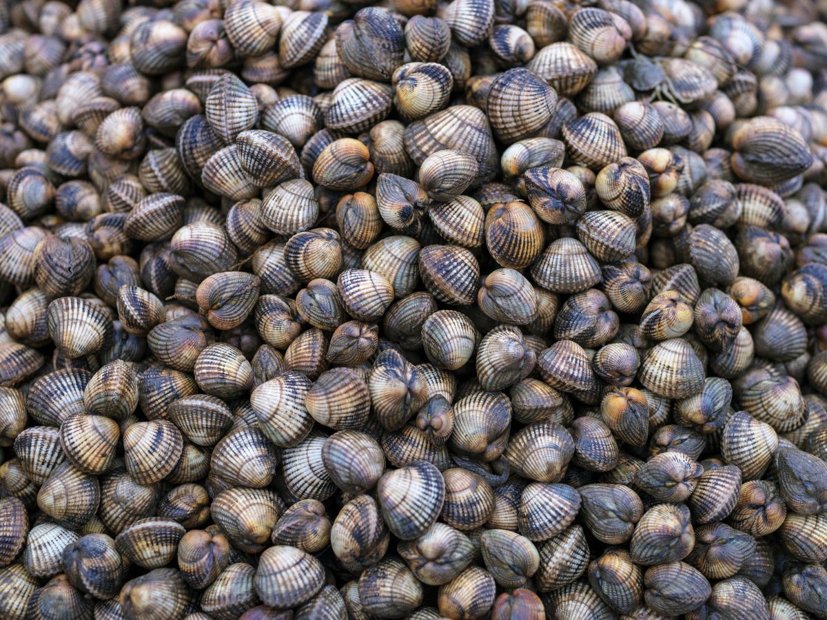 UNDER REVIEW: Pilling Cockle Fishery - IFCA North West