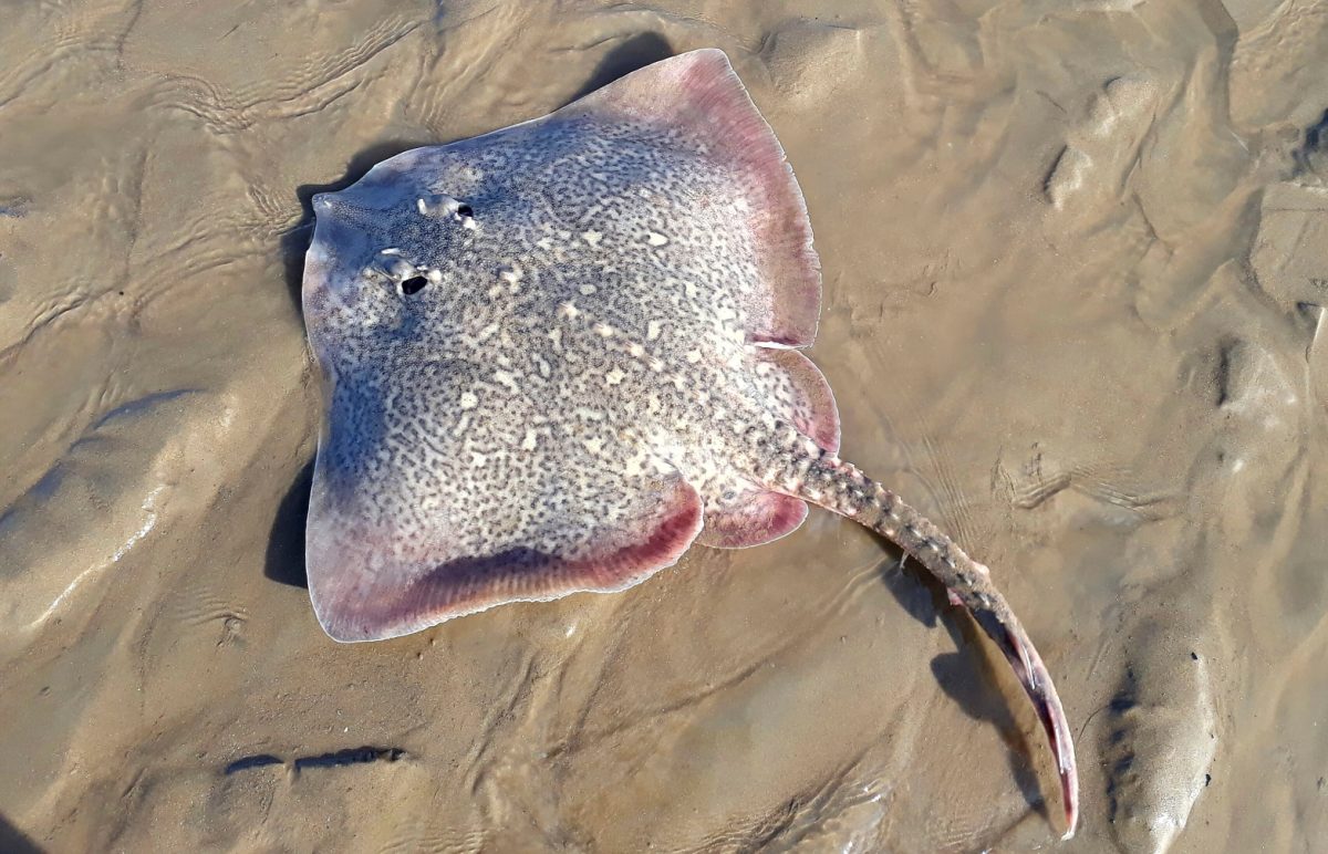 Thornback Ray - IFCA North West