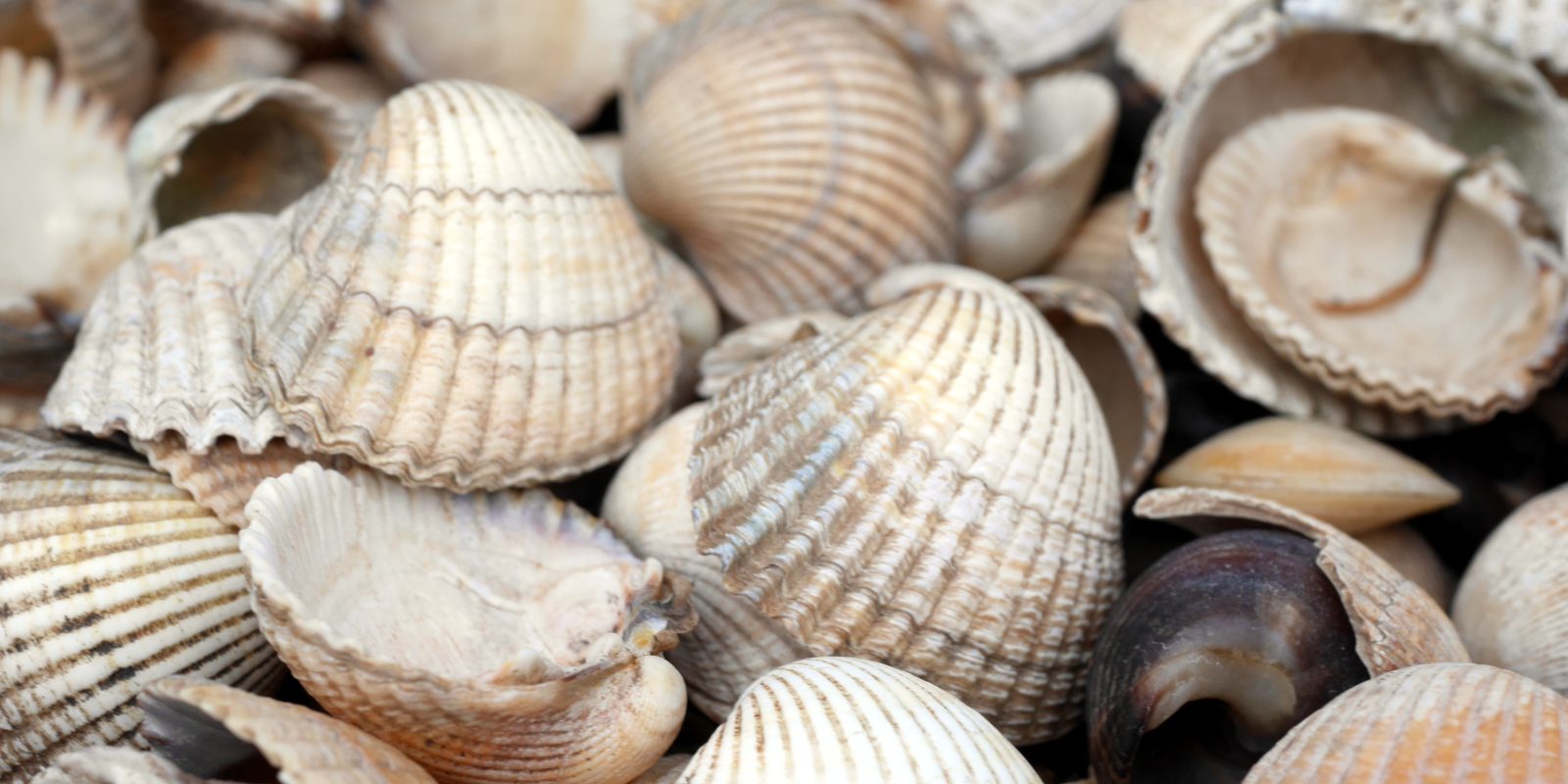 Cockle Fisheries - IFCA North West