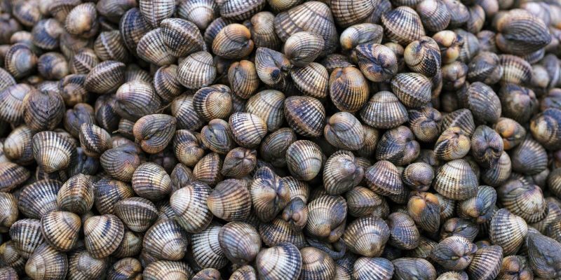 Morecambe Bay Cockle Fishery - IFCA North West