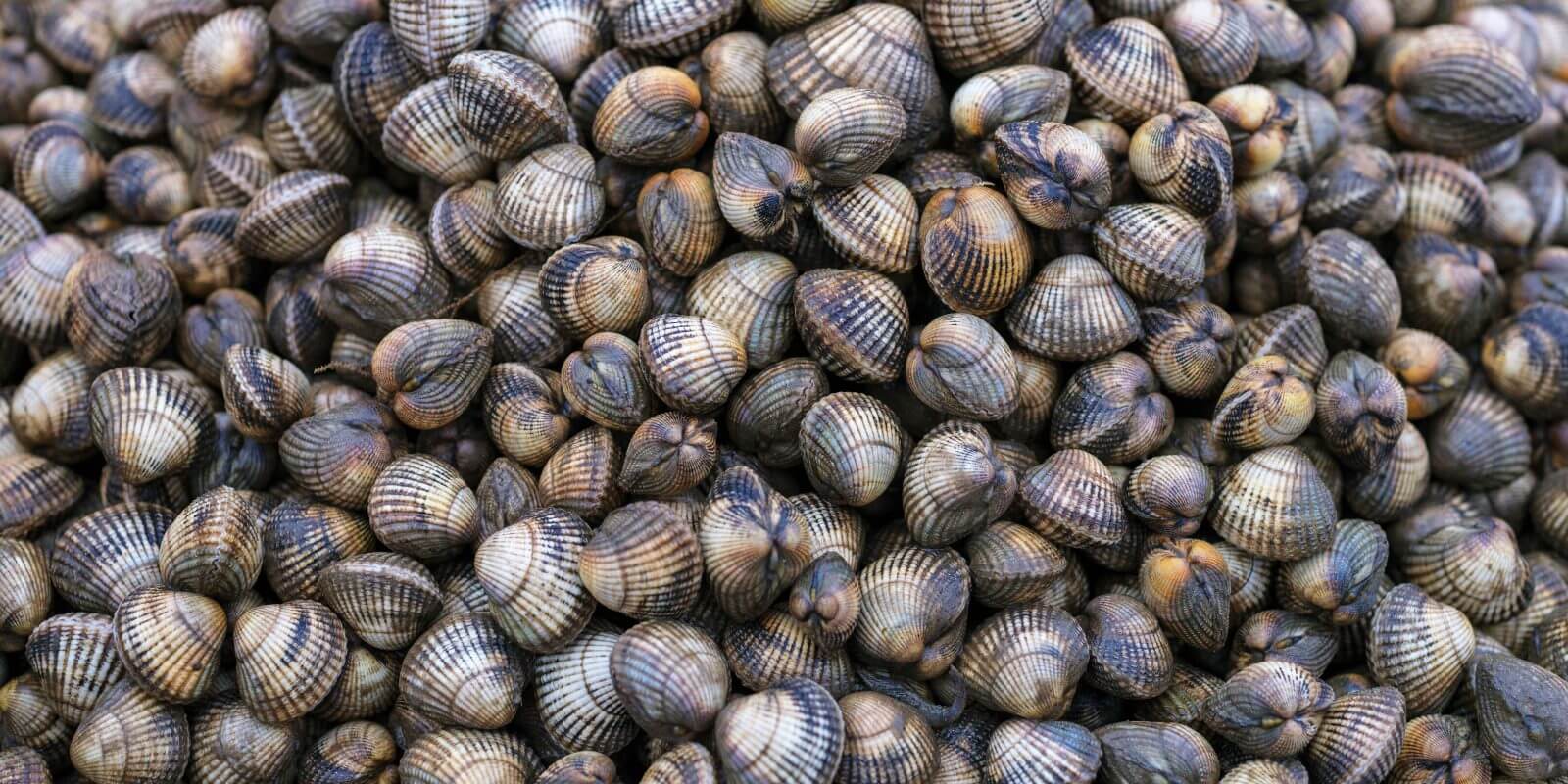Morecambe Bay Cockle Fishery - IFCA North West