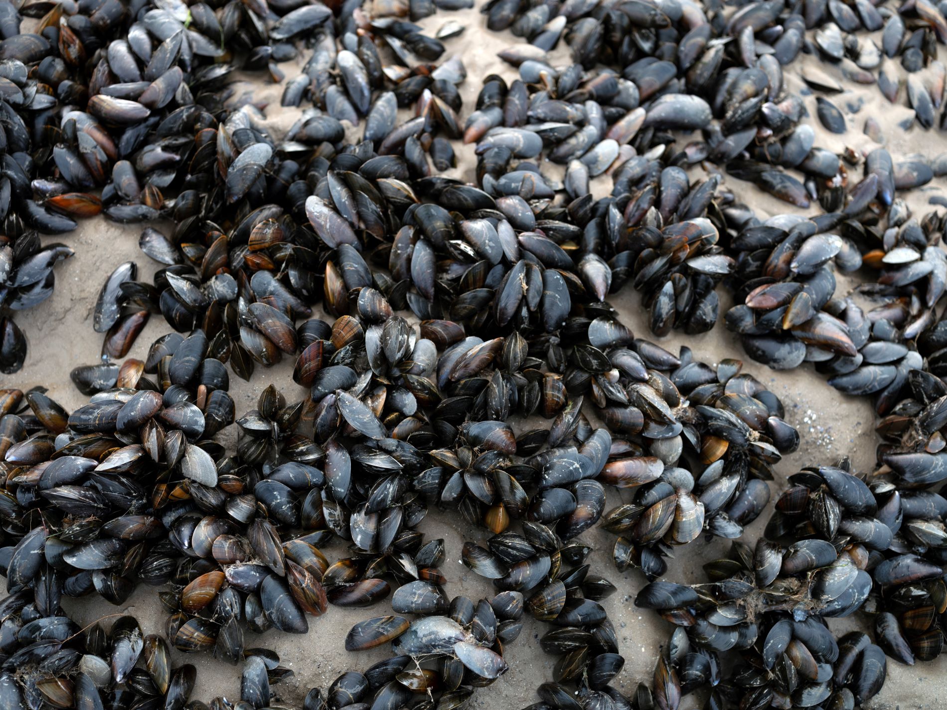 Research and Monitoring - IFCA North West