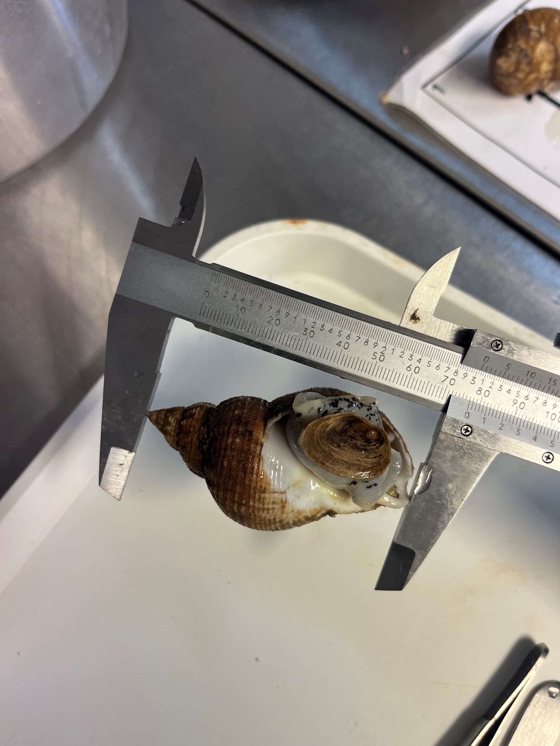 Research and Monitoring - IFCA North West